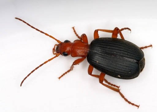 How the Bombardier Beetle Inspired Security Innovation